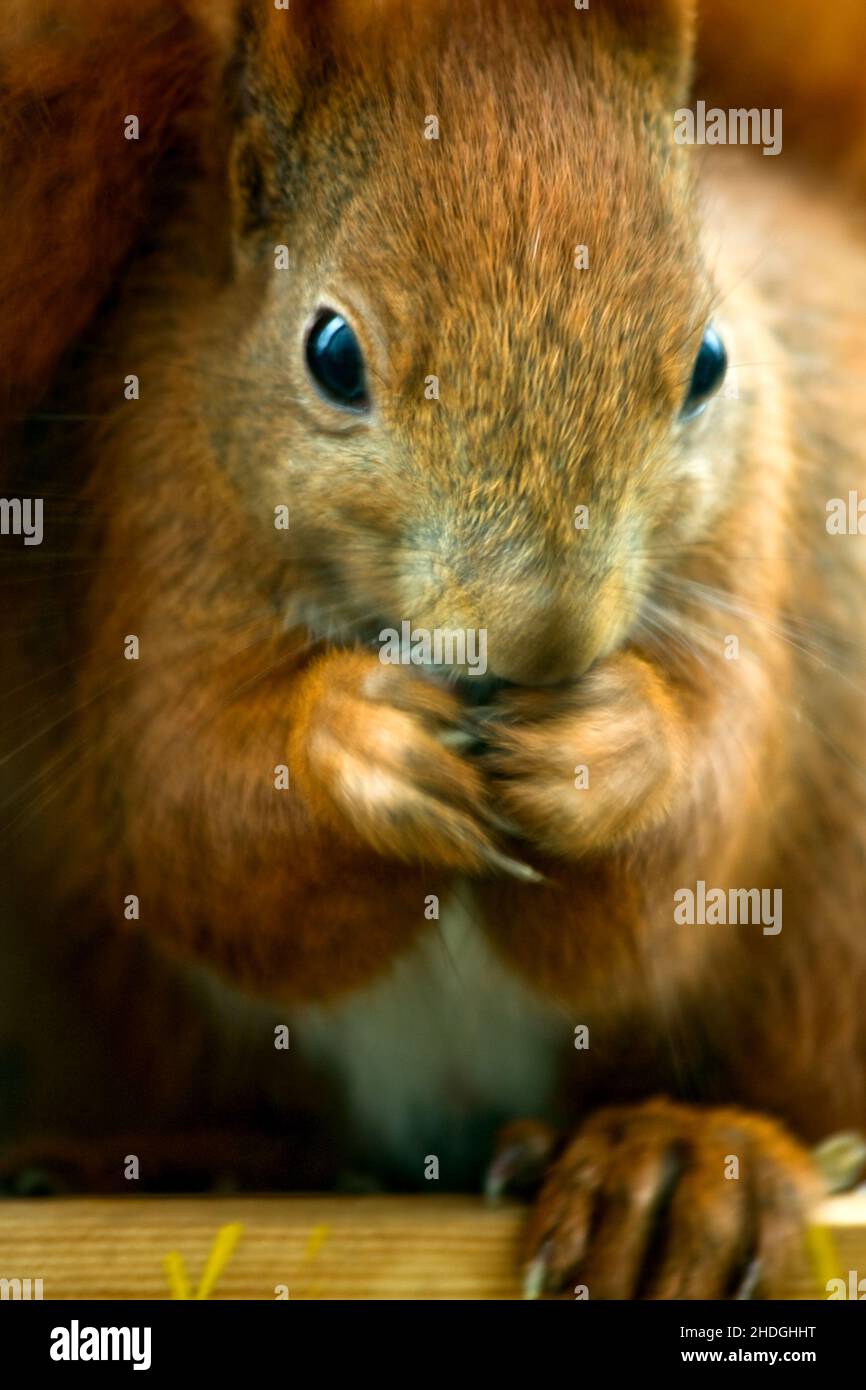 red squirrel, rodent, red squirrels, rodents Stock Photo - Alamy