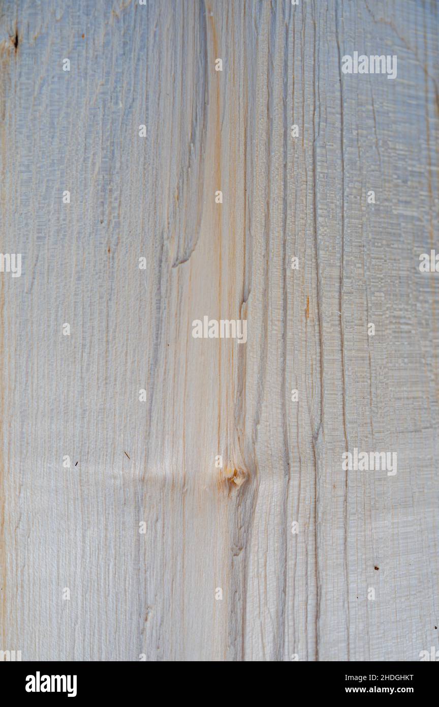 Fresh wood log texture background. Sycamore maple, Acer pseudoplatanus ...