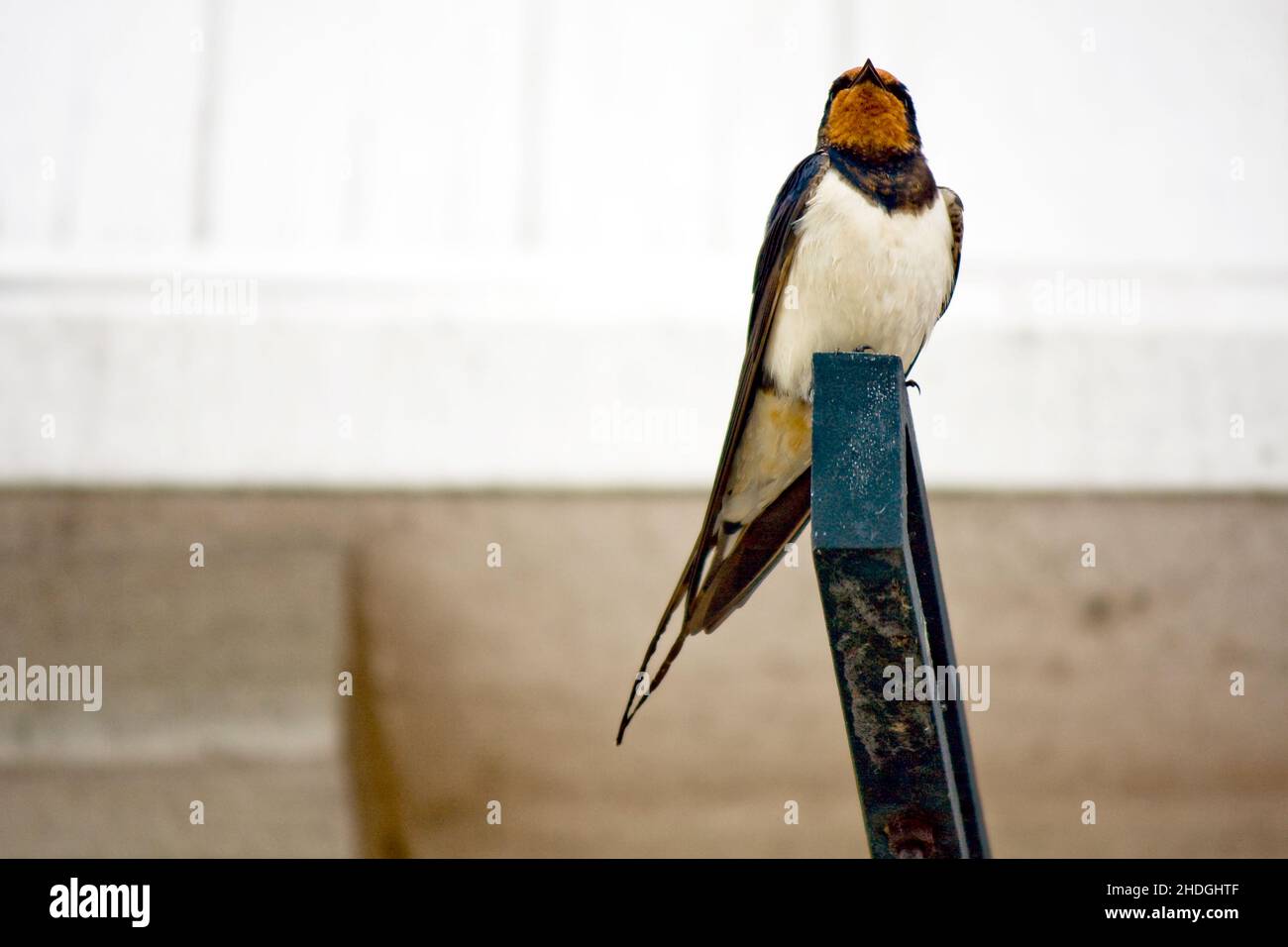 swallow, barn swallow, swallows, barn swallows Stock Photo - Alamy