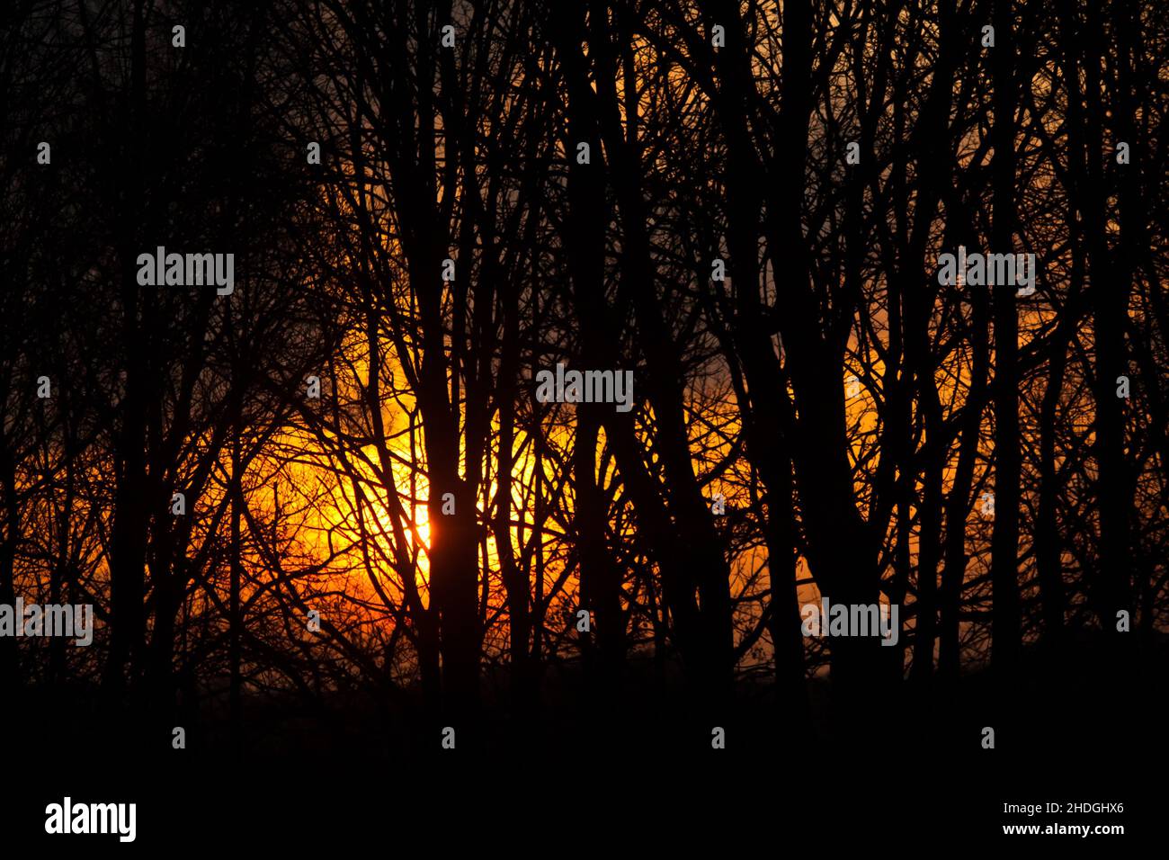 sunset, forest, silhouette, sunsets, forests, wood, woodland, woods ...