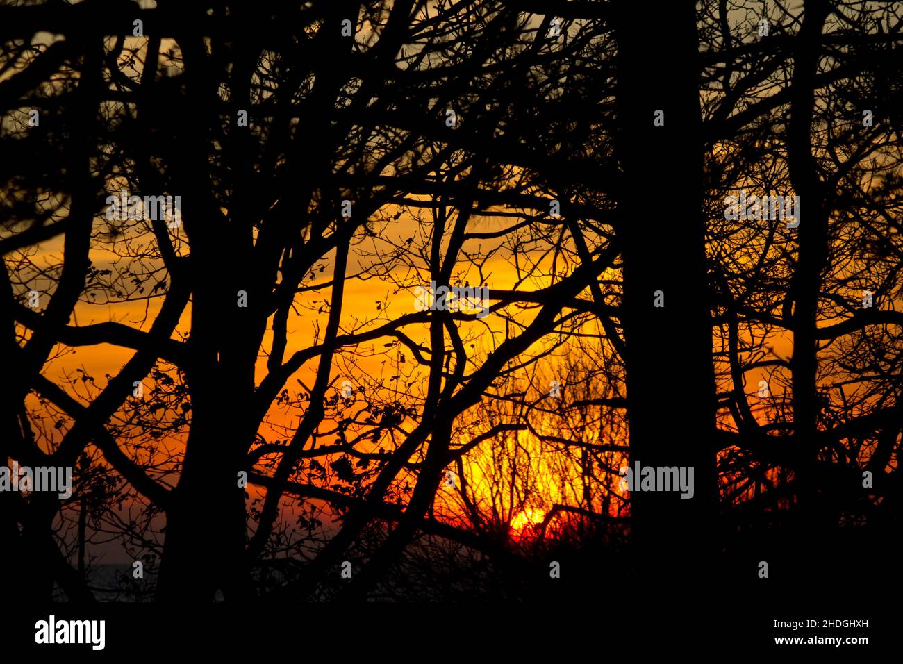 sunset, forest, silhouette, sunsets, forests, wood, woodland, woods ...