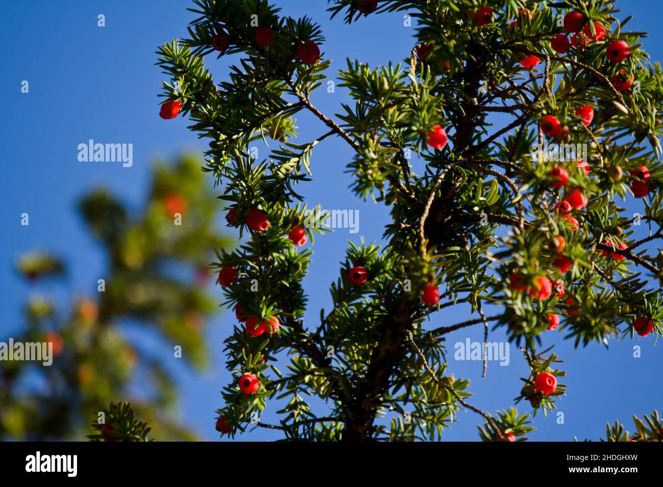 Juniper hedge hi-res stock photography and images - Alamy