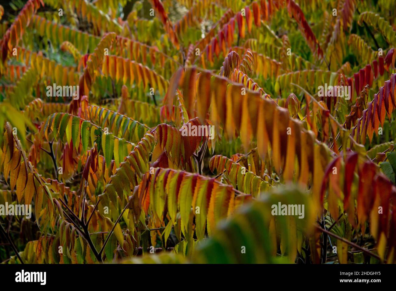 autumn, tree of heaven, fall Stock Photo - Alamy