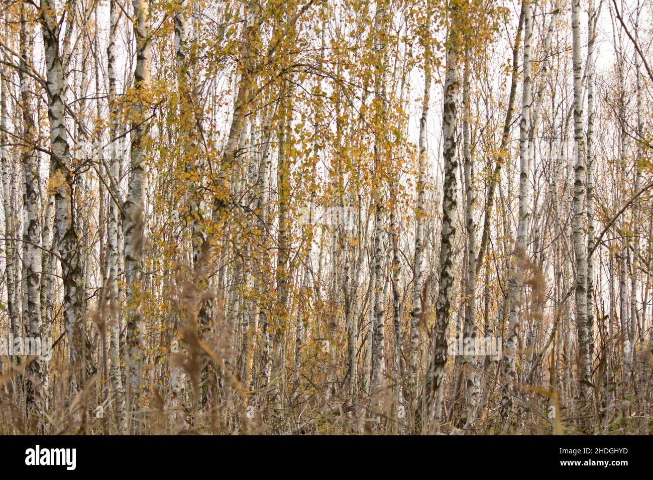 birch forest, birch forests Stock Photo - Alamy