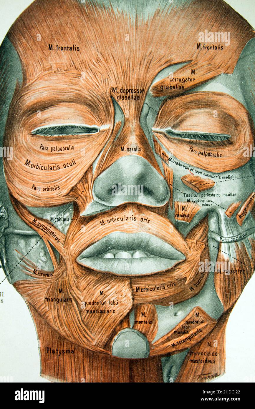 Skinless Face Anatomy
