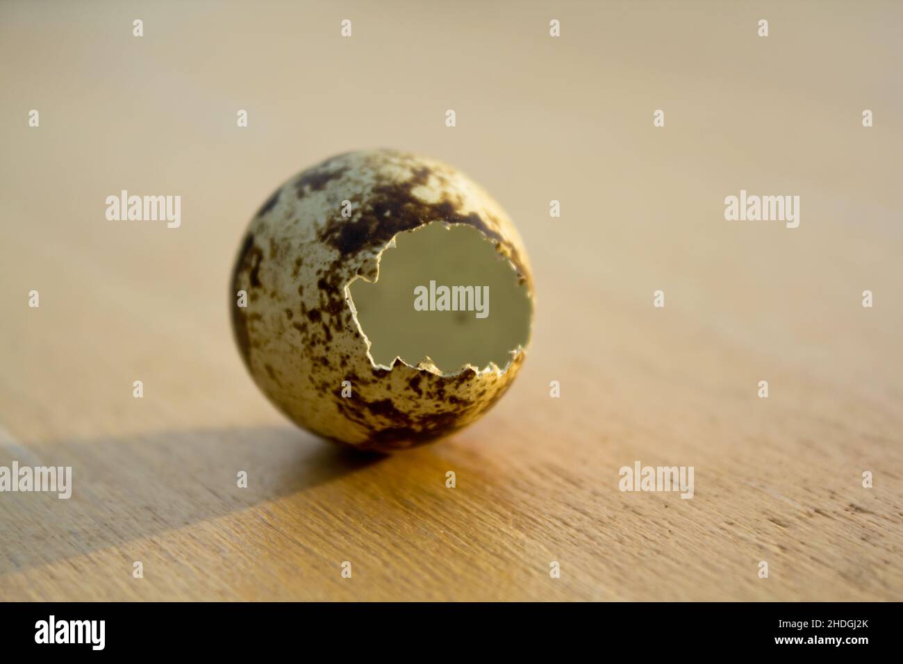 Broken quails egg hi-res stock photography and images - Alamy