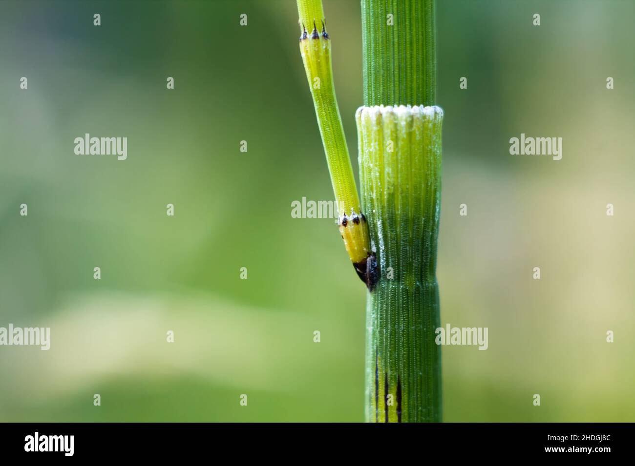stem, horsetail, stems, horsetails Stock Photo - Alamy