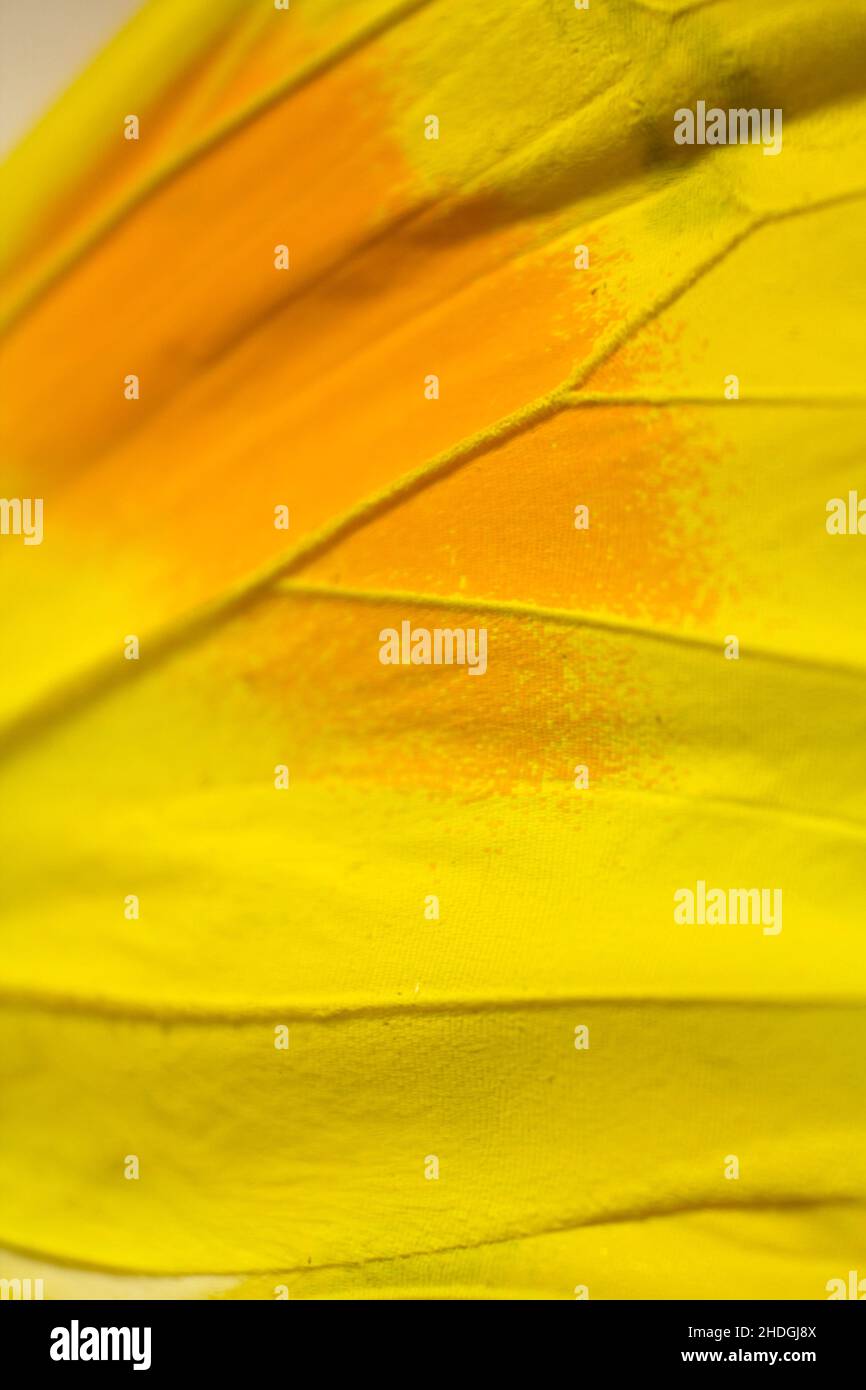 yellow, butterfly wings, yellows, butterfly wing Stock Photo - Alamy