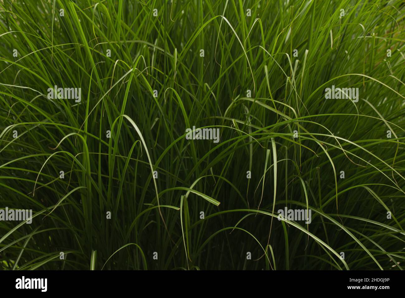 meadow, grass, blade of grass, lawn, meadows, lawns Stock Photo - Alamy