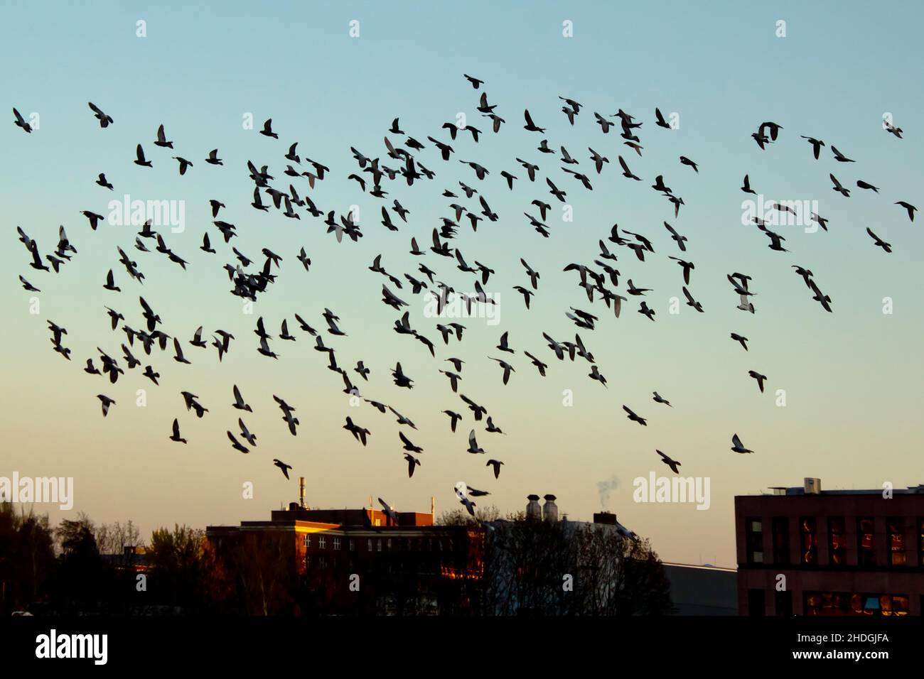 dove, swarm of birds, doves Stock Photo - Alamy