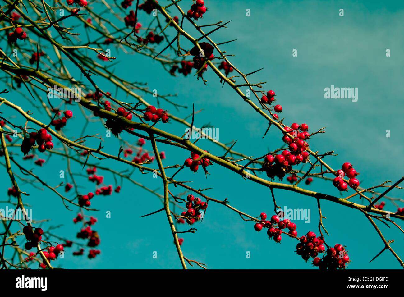 rose plant, maloideae, amelanchier, rose plants, maloideaes Stock Photo ...