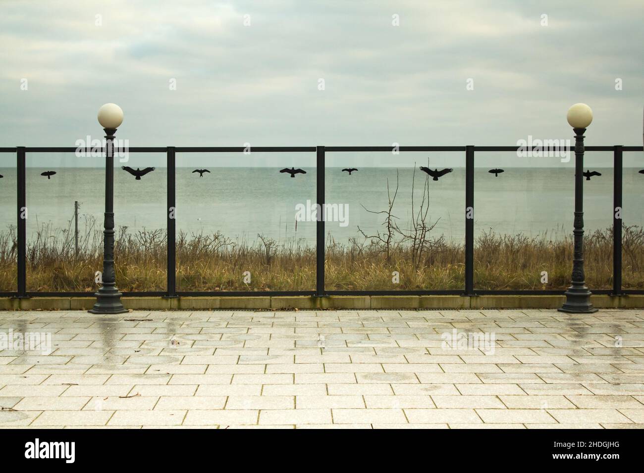 glass, railing, animal welfare, glass ware, shattered glass, animal ...