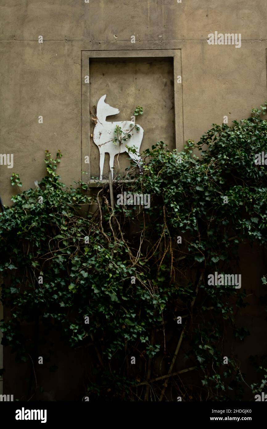 deer, ivy, hedge, backyard, fire protecting wall, deers, roe deer, stag ...