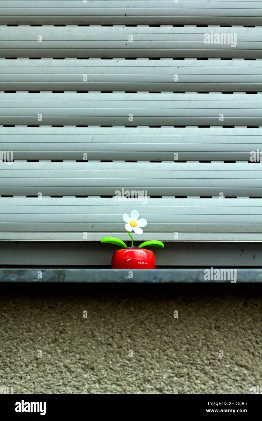 flower, window, window sill, shutters, plastic flower, flowers, windows ...