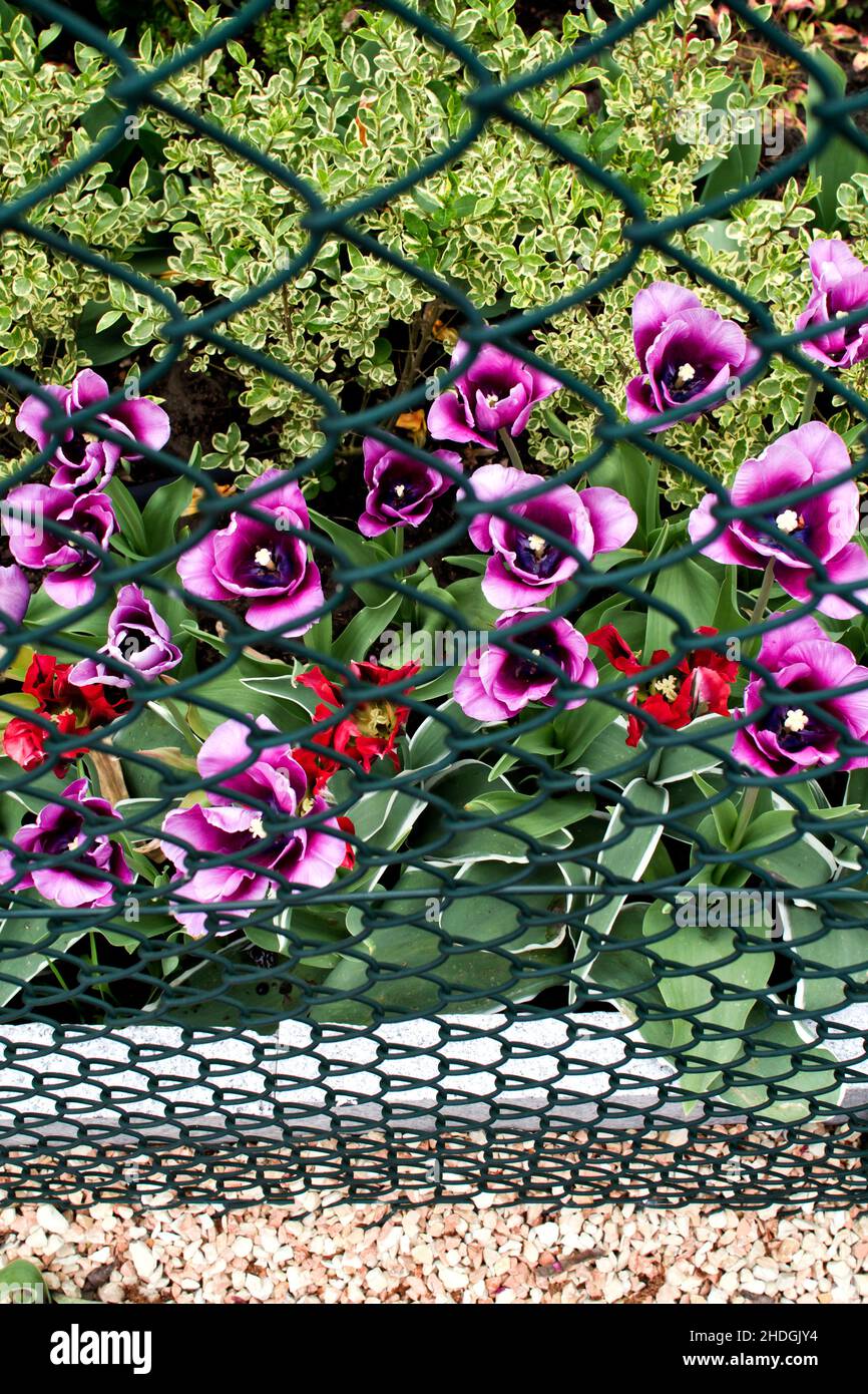 chainlink fence, allotment, allotment gardens, chainlink fences ...