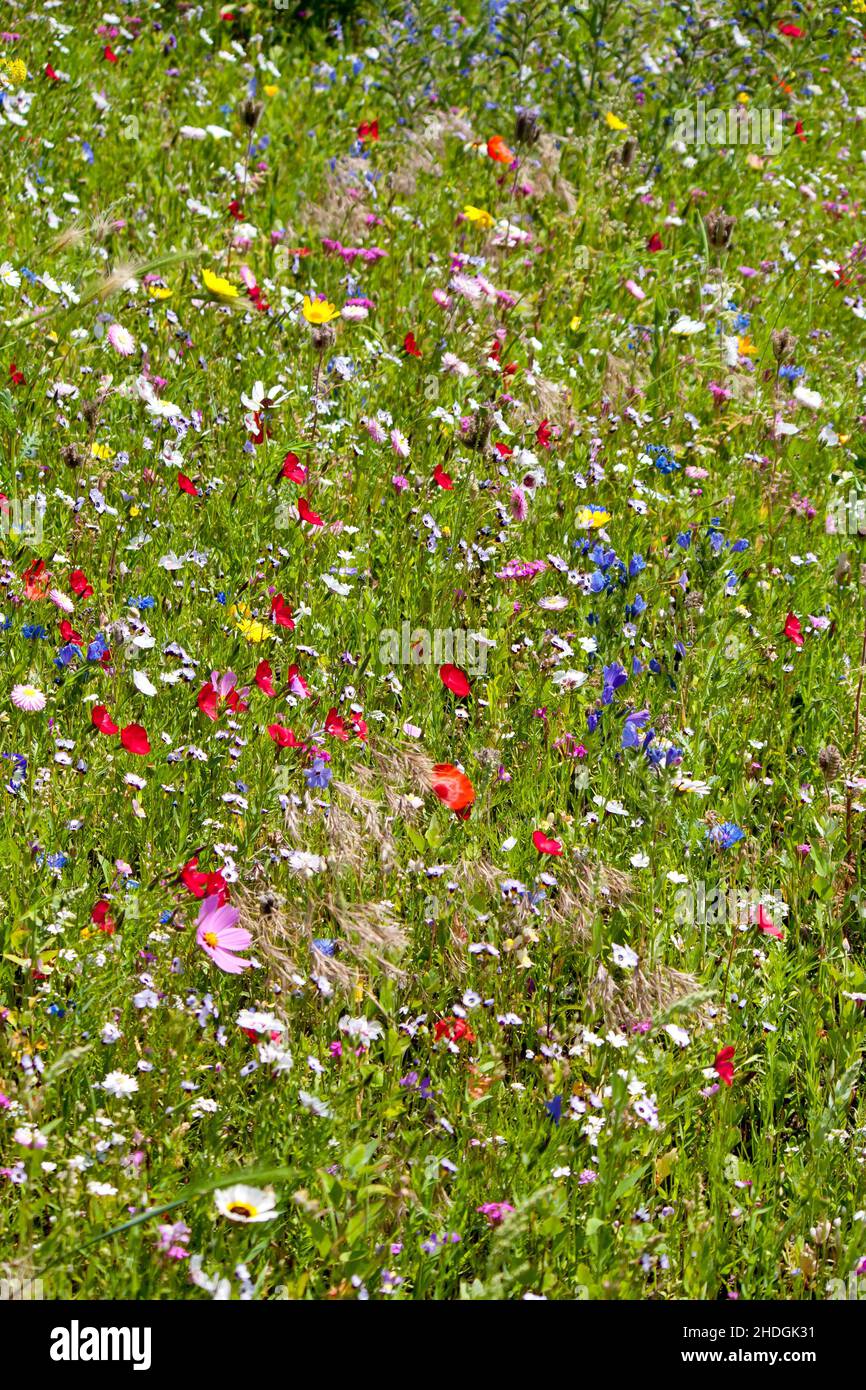 Flower meadows hi-res stock photography and images - Alamy
