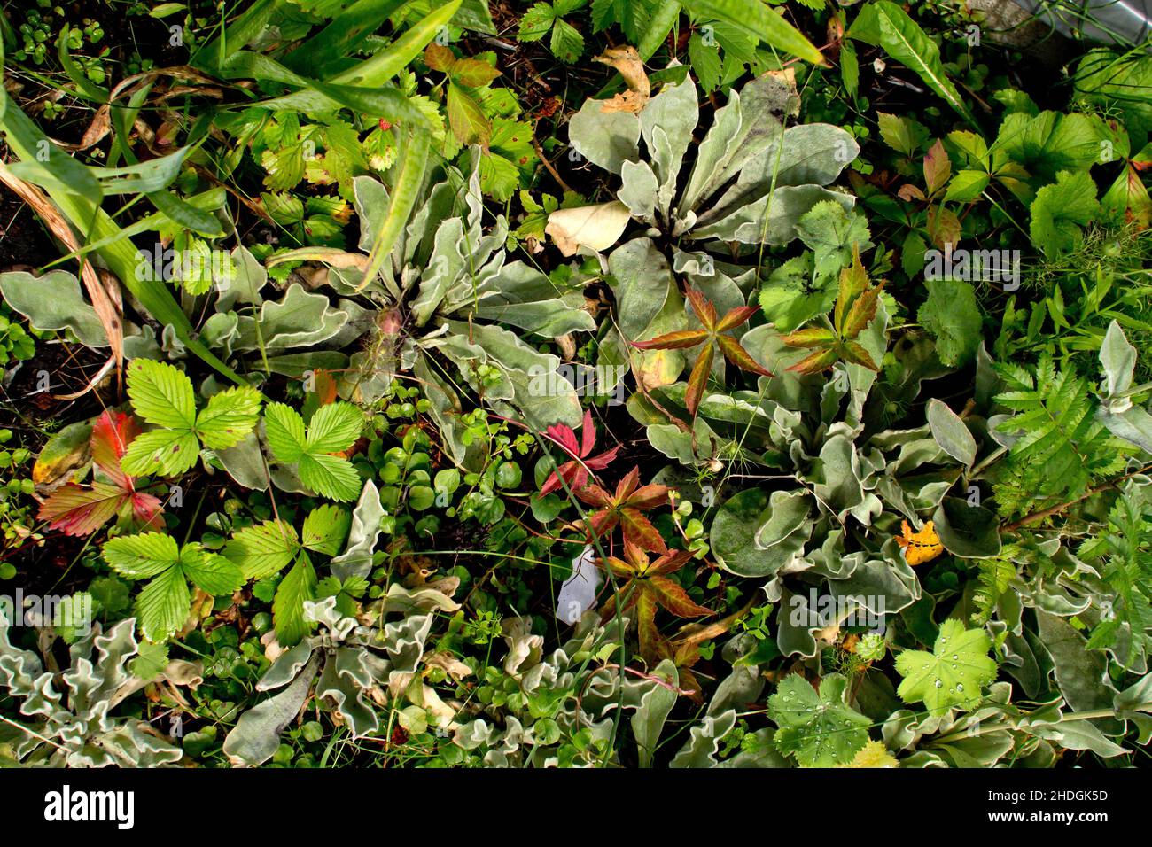 planting, weed, weeds Stock Photo - Alamy
