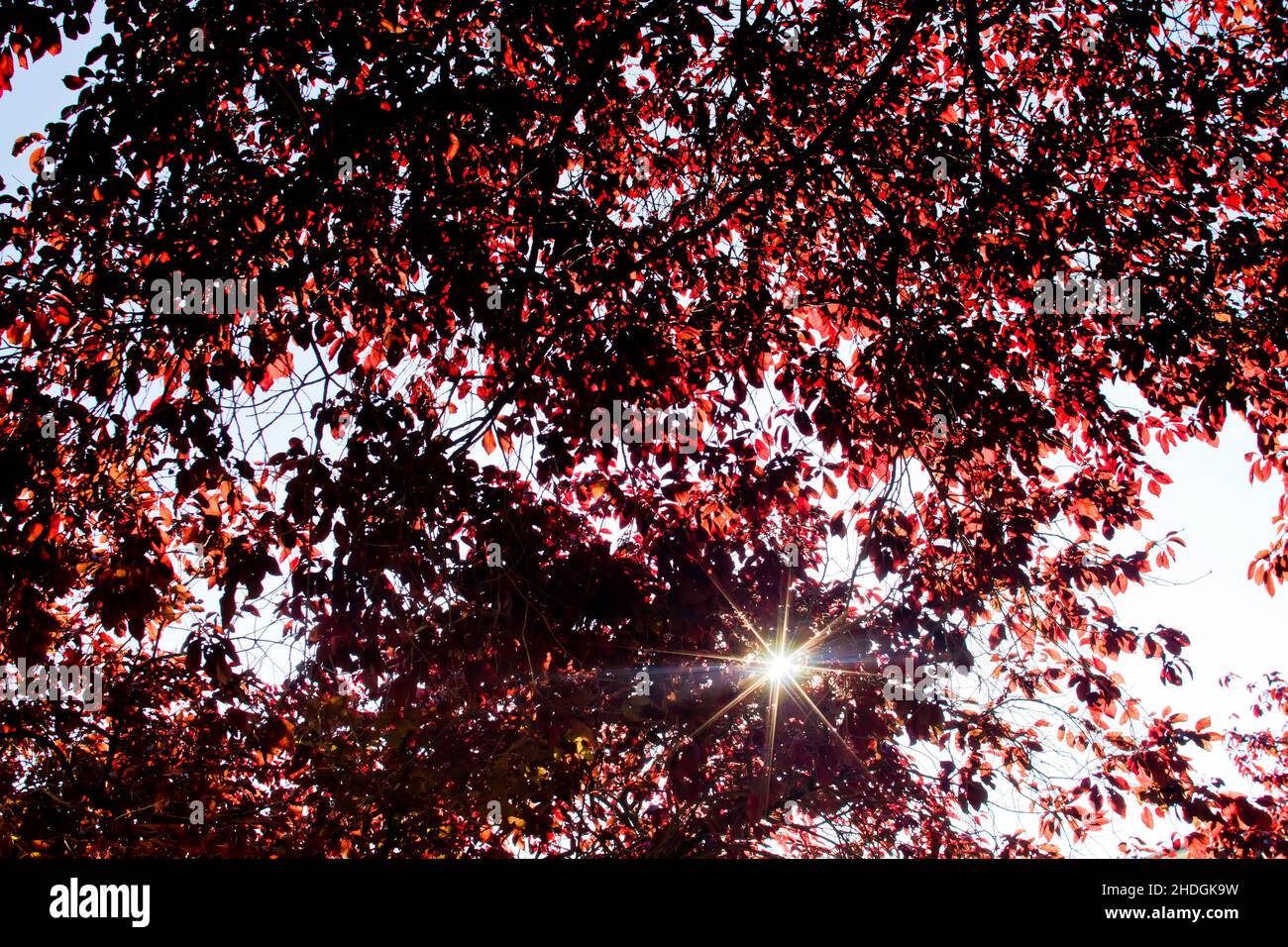 Blood beech hi-res stock photography and images - Alamy