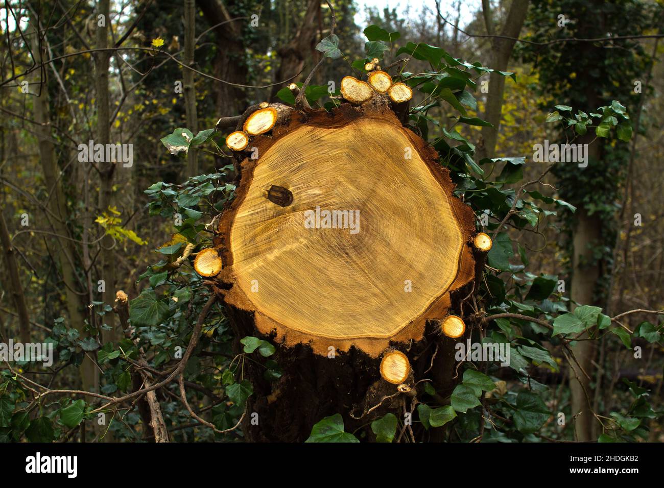 tree trunk, tree ring, trunks Stock Photo - Alamy
