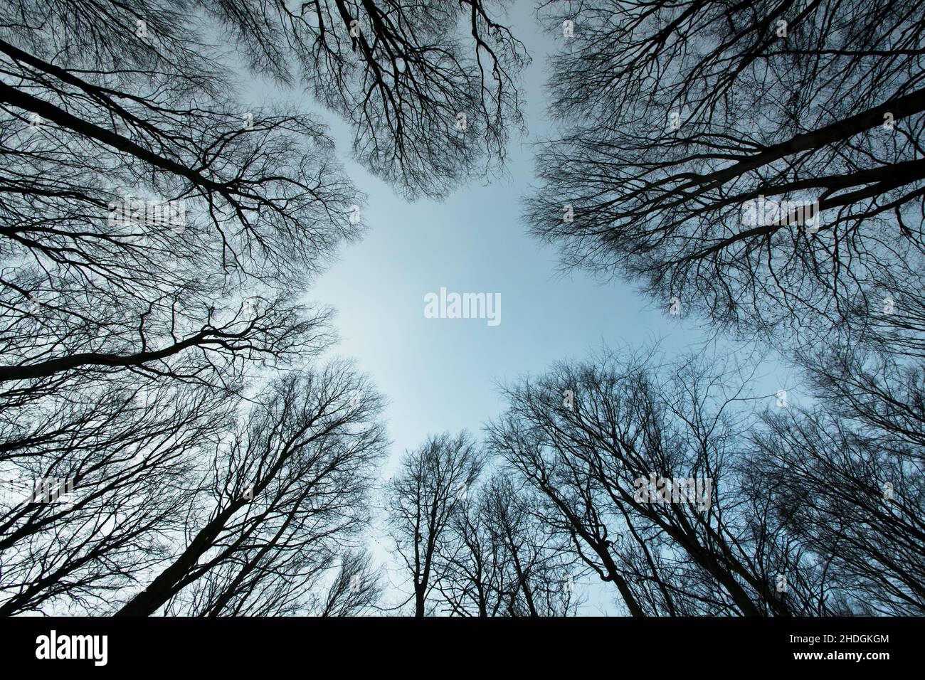 Treetop heaven hi-res stock photography and images - Alamy