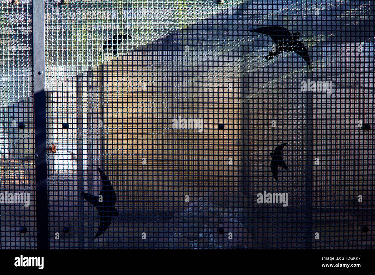 mesh, grid, grids, meshs Stock Photo - Alamy