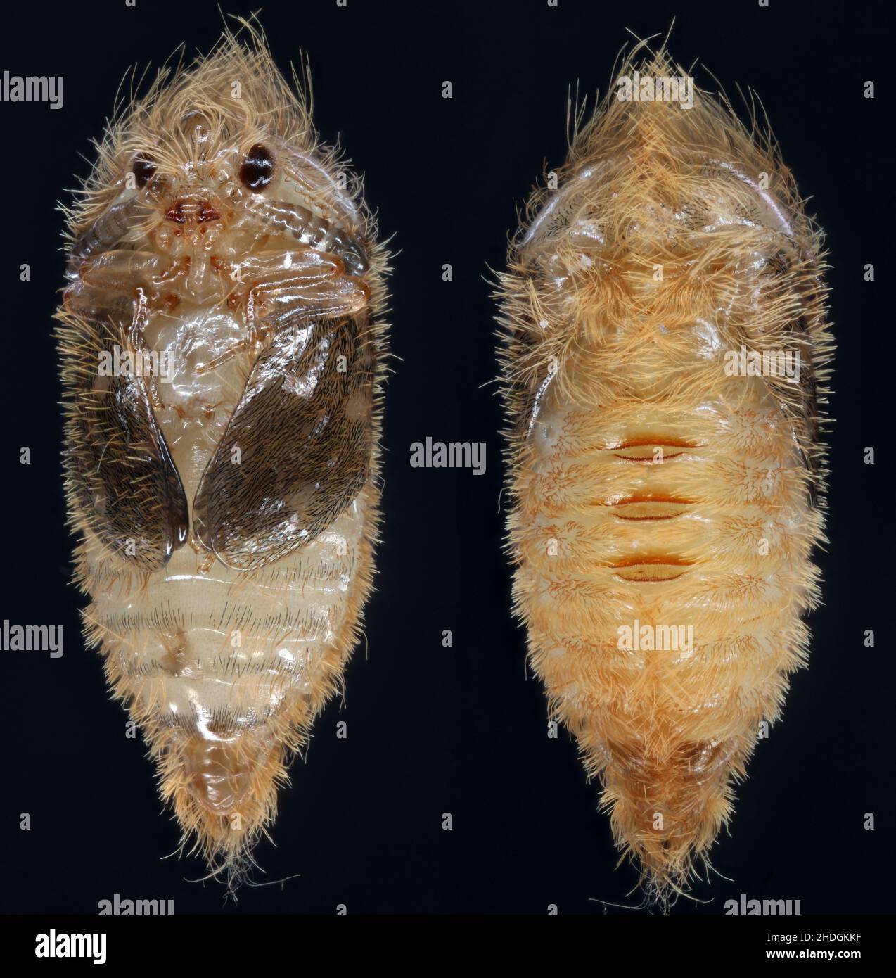 Pupa and larvae of Dermestidae species Trogoderma anthrenoides ...