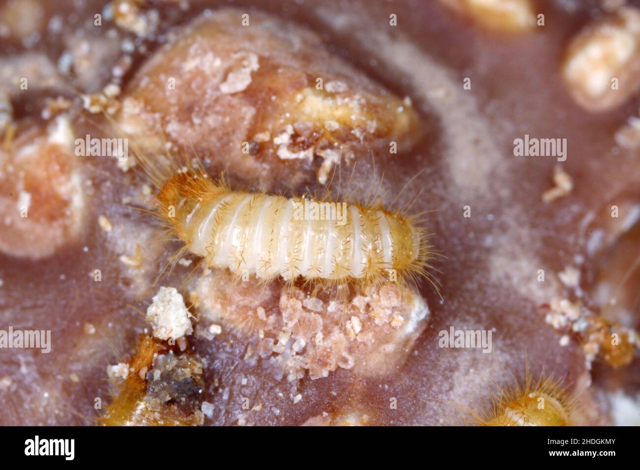 Larvae of Dermestidae species Trogoderma anthrenoides, chocolate and ...