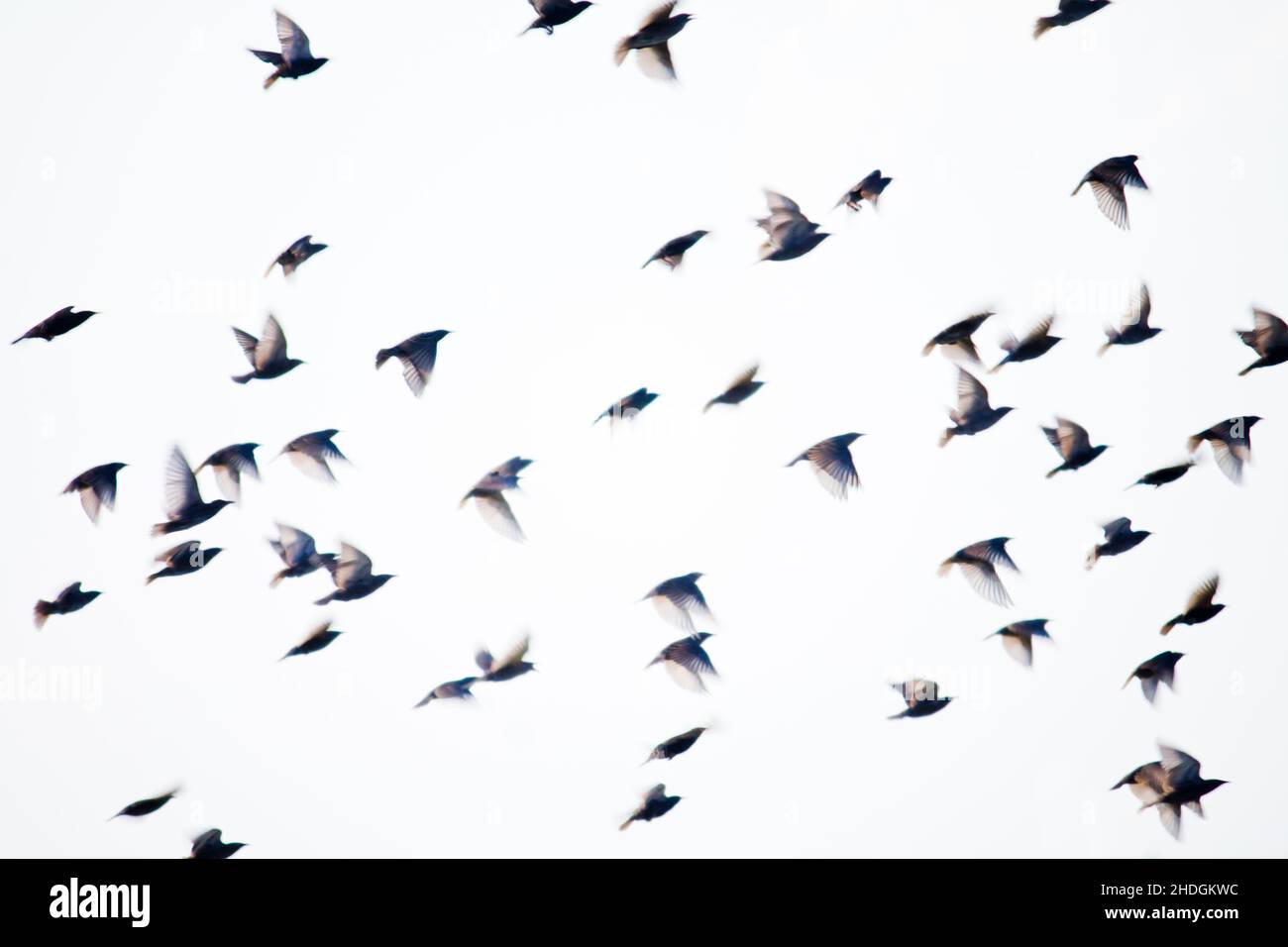Swarms birds hi-res stock photography and images - Alamy
