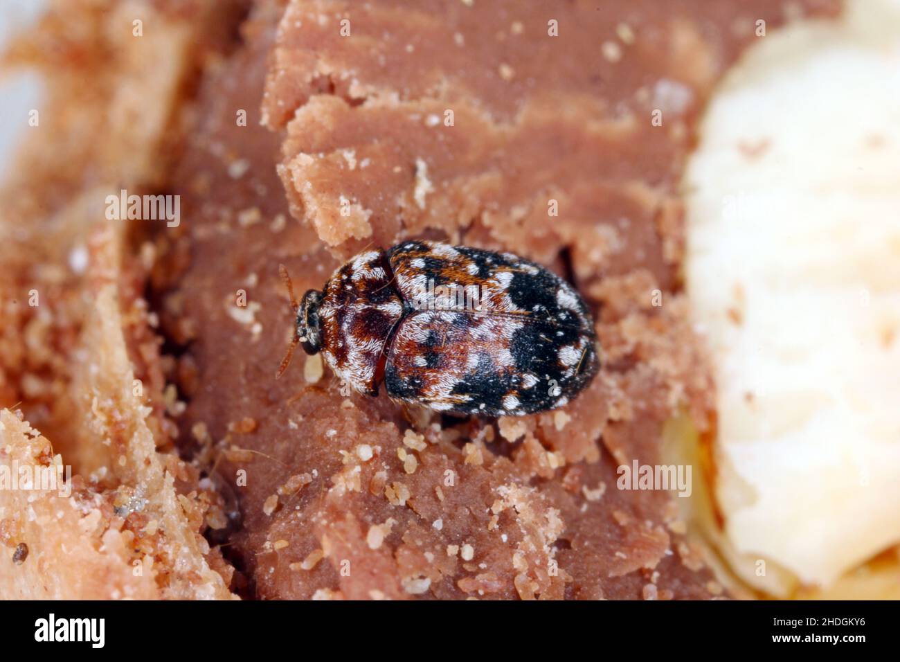 Beetle of Dermestidae species Trogoderma anthrenoides, chocolate and ...