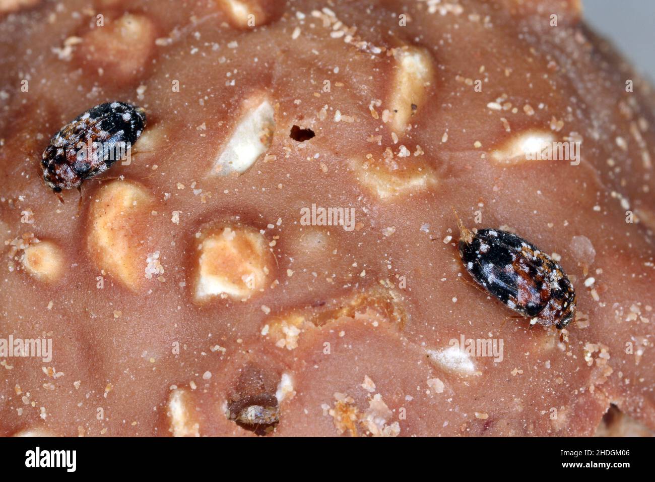 Beetles of Dermestidae species Trogoderma anthrenoides, chocolate and ...
