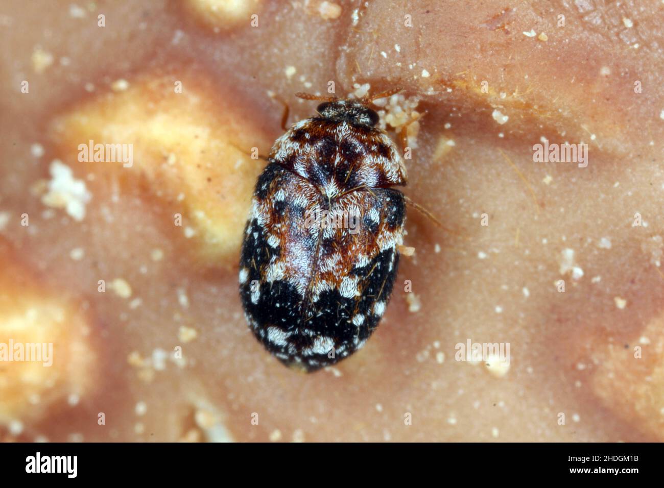 Beetle of Dermestidae species Trogoderma anthrenoides, chocolate and ...