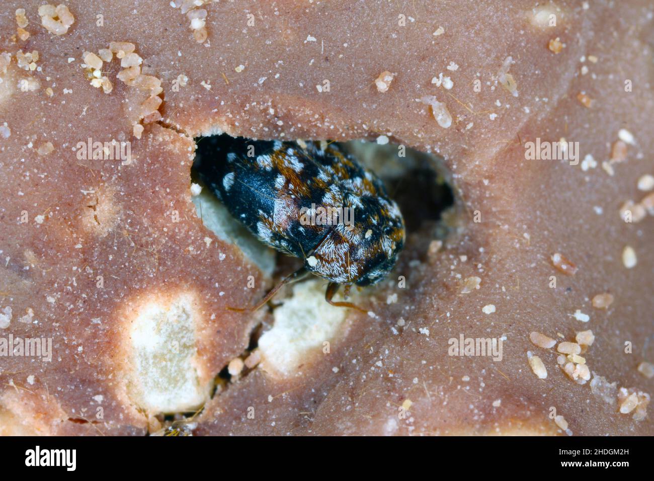 Beetle of Dermestidae species Trogoderma anthrenoides, chocolate and ...