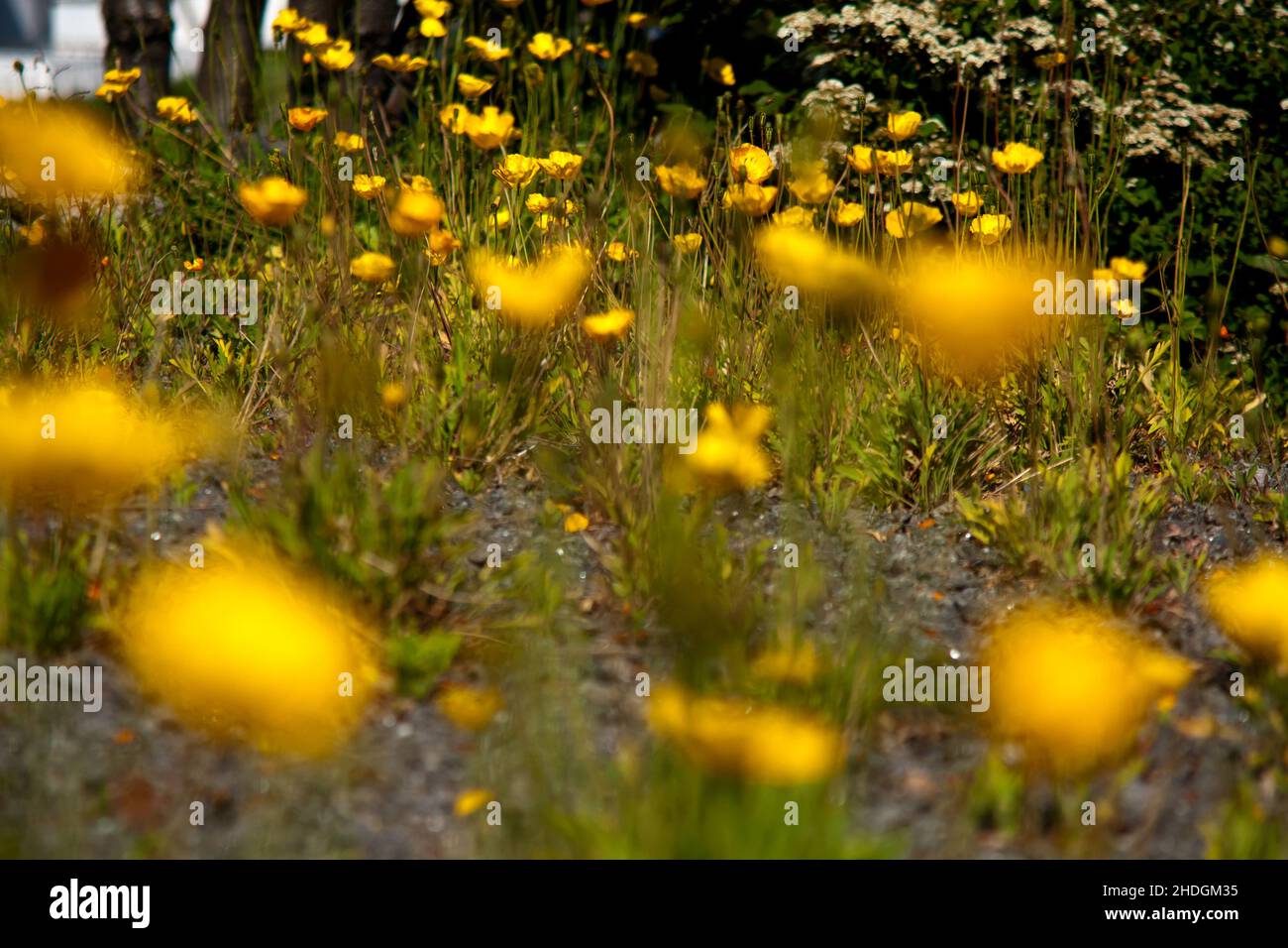 Iceland poppy plants hi-res stock photography and images - Alamy