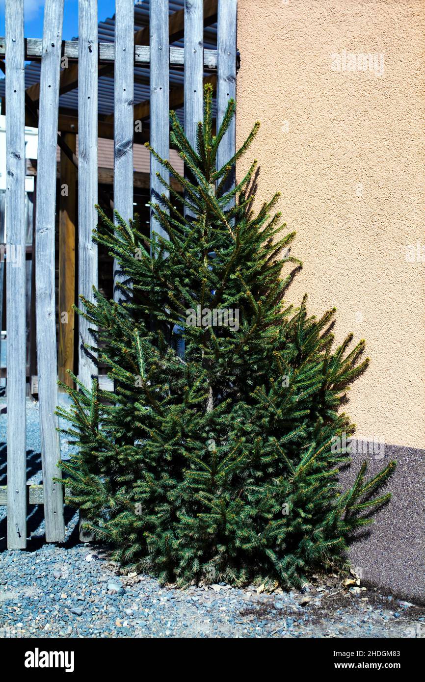 christmas tree, christmas trees Stock Photo - Alamy