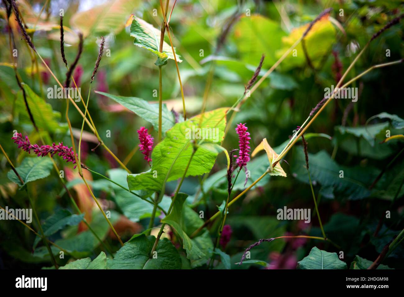 Knotweeds hi-res stock photography and images - Alamy