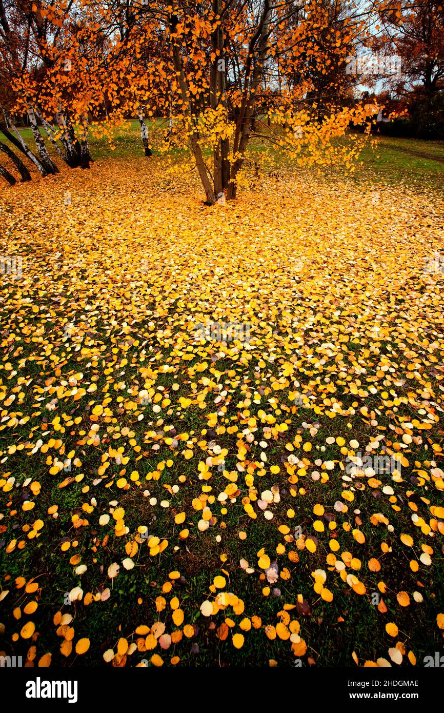 autumn leaves, tree, autumn, leaf, trees, fall Stock Photo - Alamy