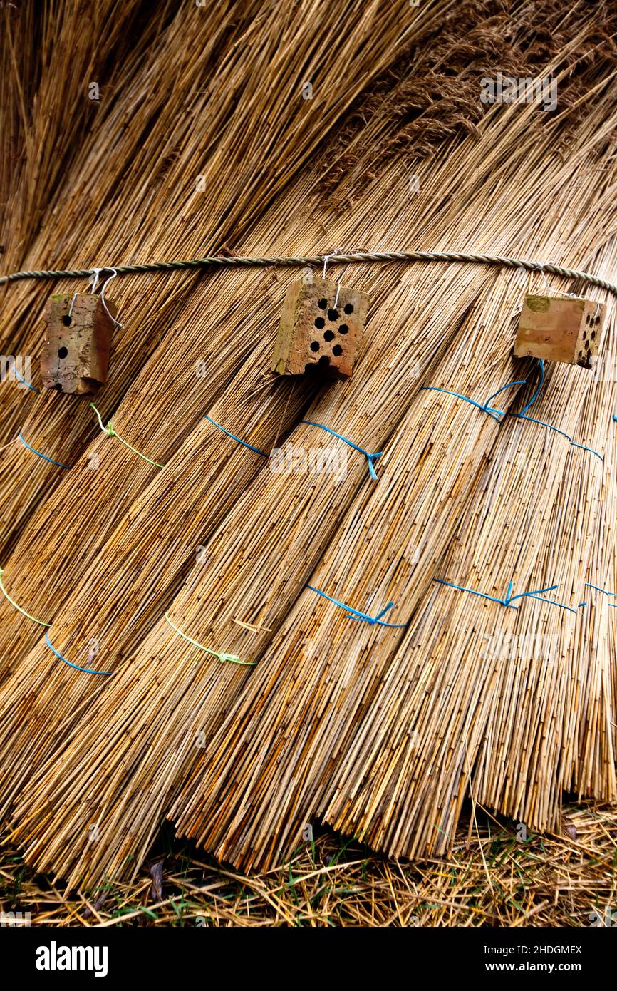 Reed pipe hi-res stock photography and images - Alamy