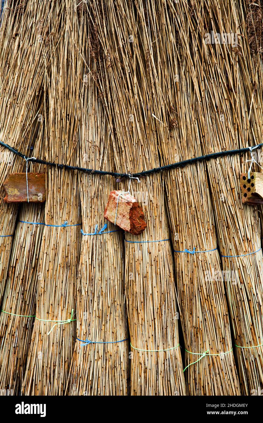 reed, reet, reeds, reets Stock Photo - Alamy