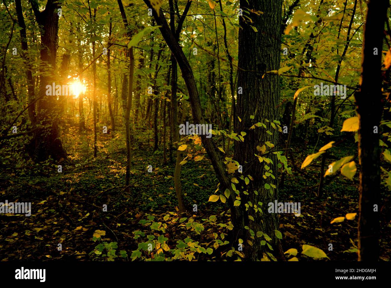 deciduous forest, evening light, deciduous forests, evening lights ...