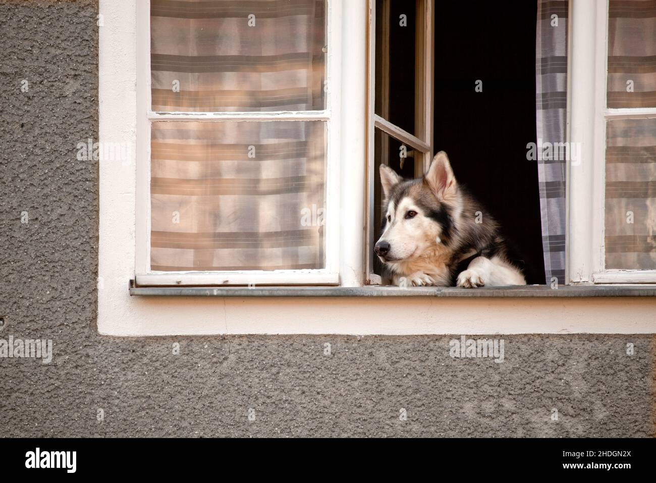 window, dog, windows, dogs Stock Photo - Alamy
