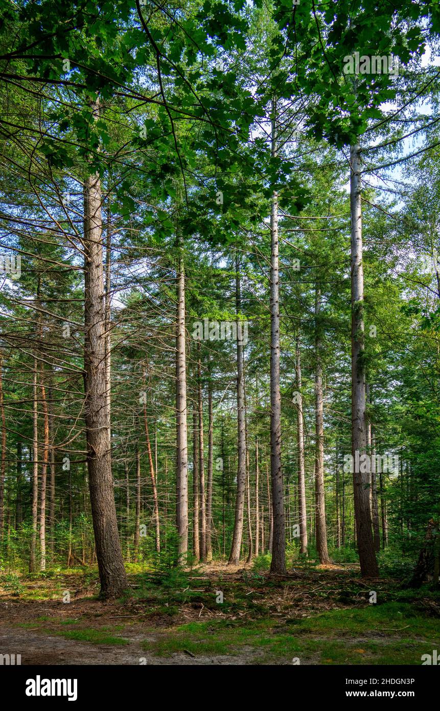 Pine forest in the Netherlands (Pinus sylvestris Stock Photo - Alamy