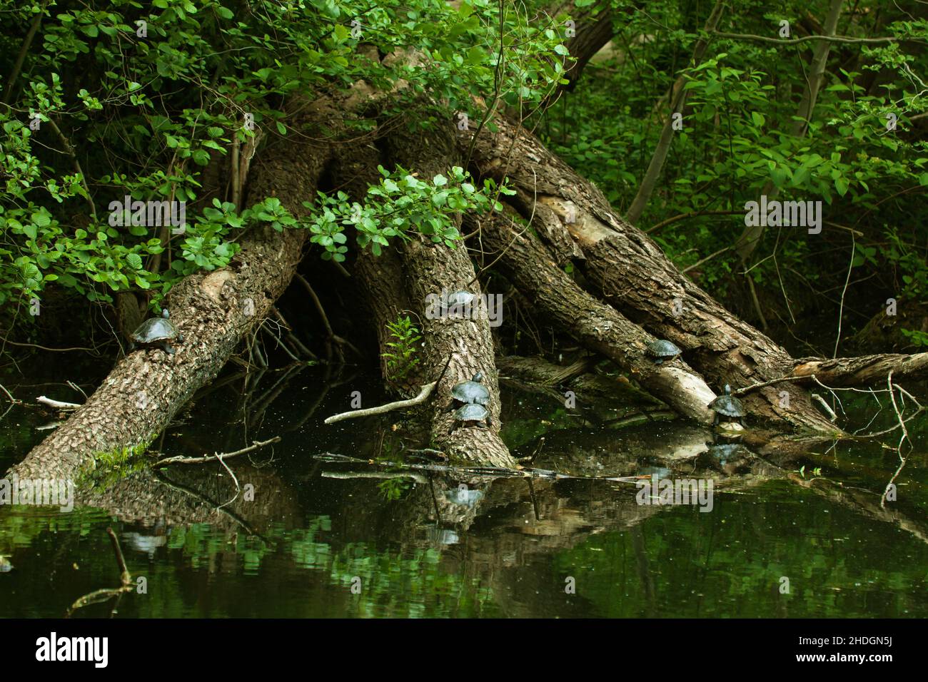 pond, turtle, ponds, turtles Stock Photo - Alamy