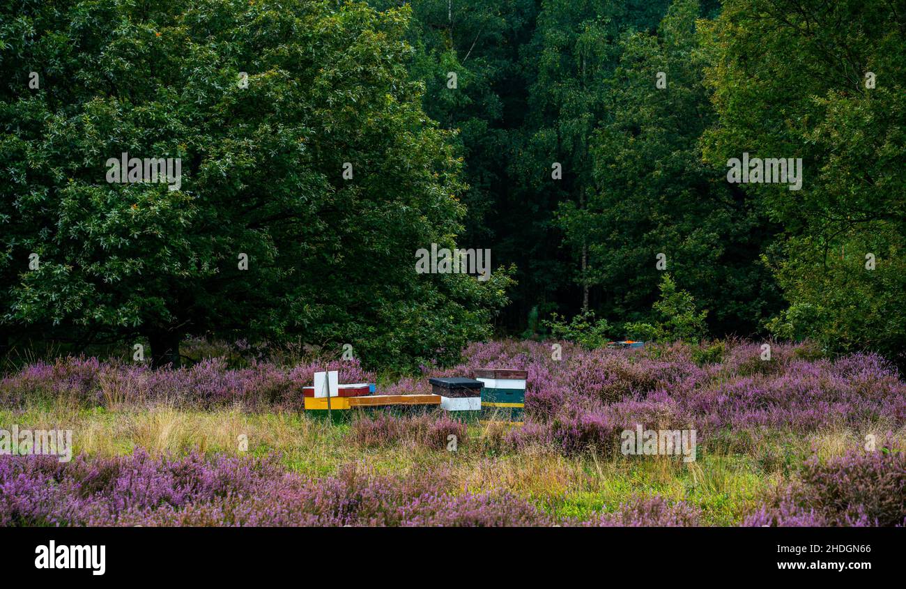 Bee hives with various trees and purple blooming heath Stock Photo - Alamy