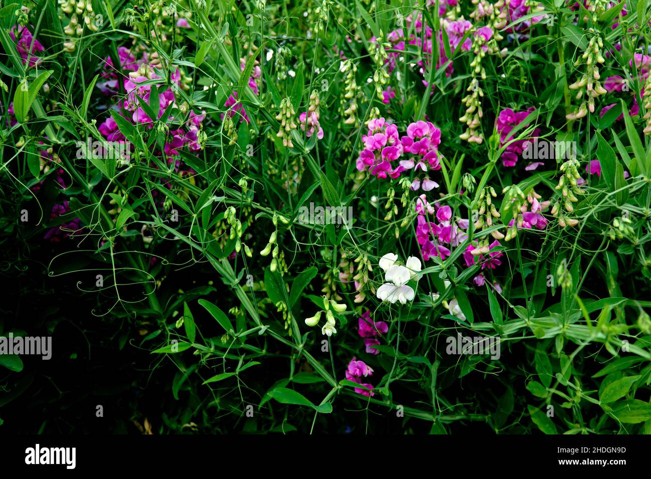 Orobus plant hi-res stock photography and images - Alamy