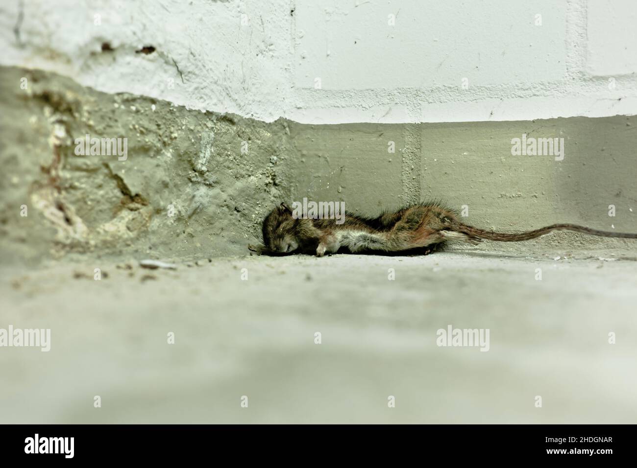 mouse, dead, mouses, deads Stock Photo - Alamy