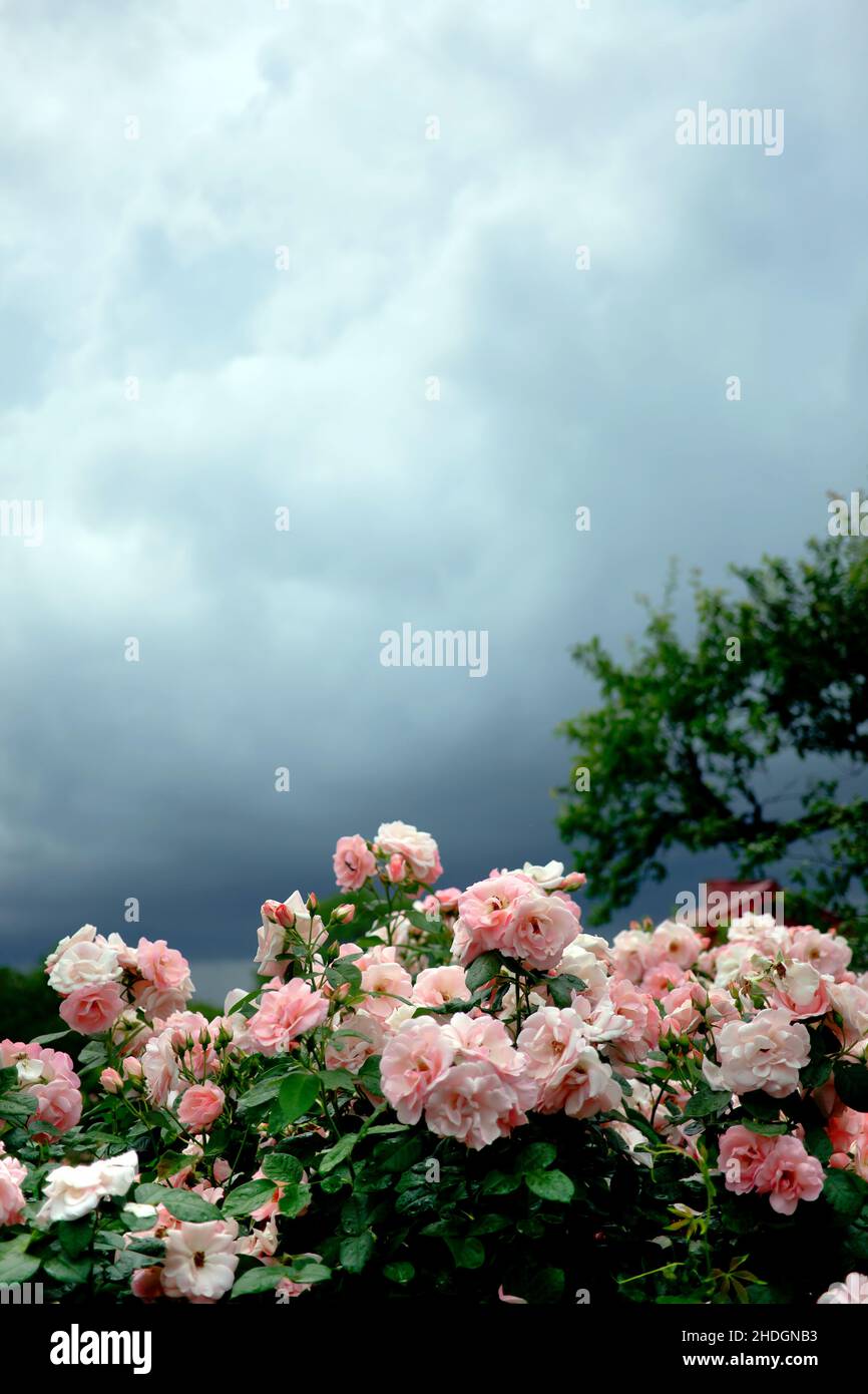 rain clouds, bush rose, clouds, bush roses Stock Photo - Alamy