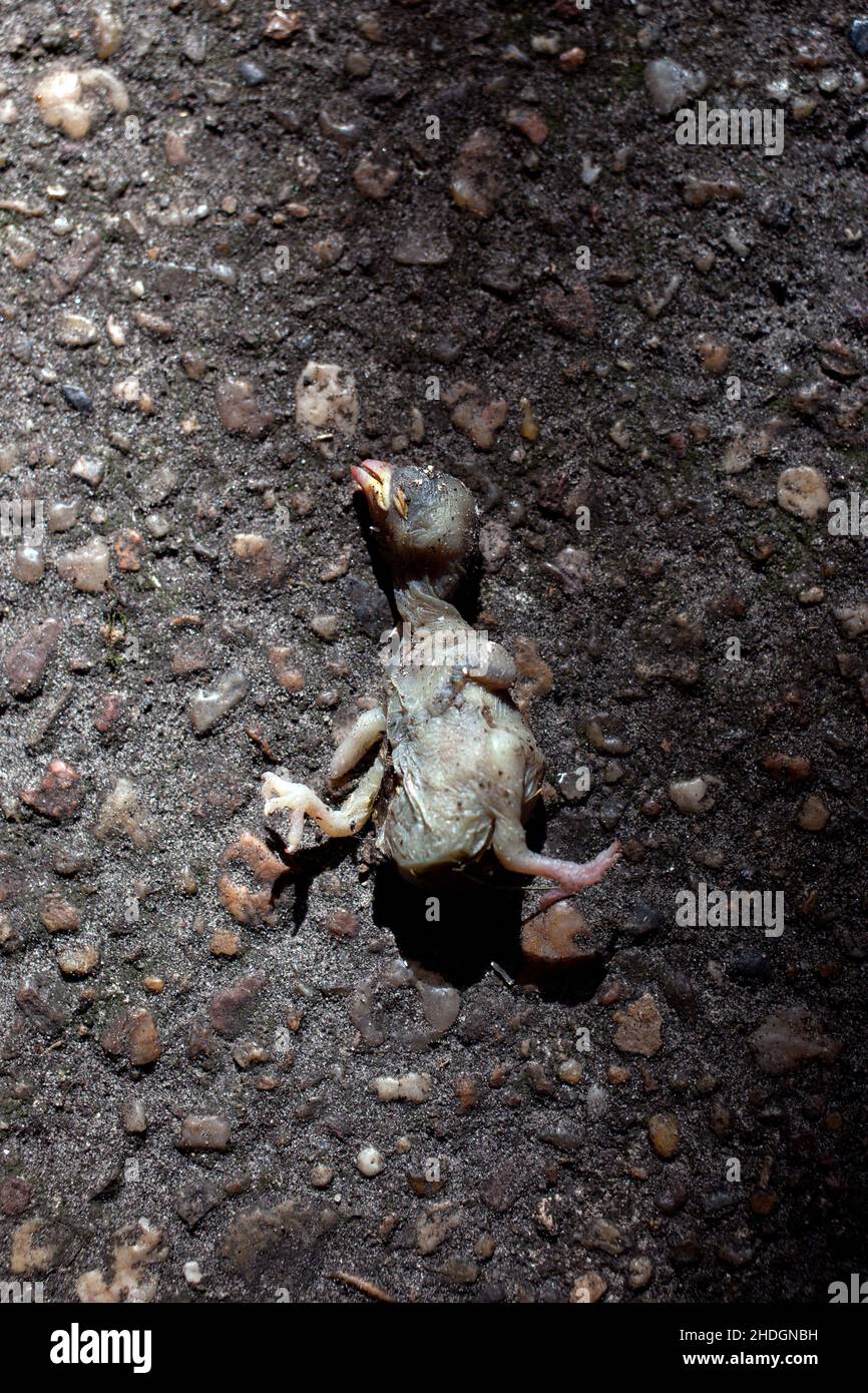 Dead bird birds hi-res stock photography and images - Alamy
