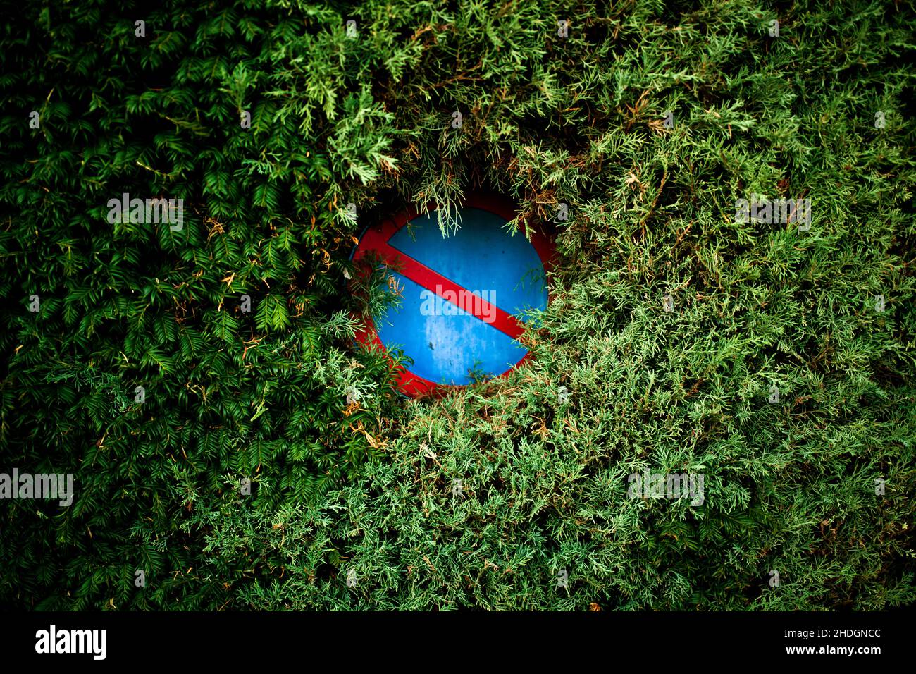 traffic sign, no parking, overgrown, road sign, road signs, traffic ...