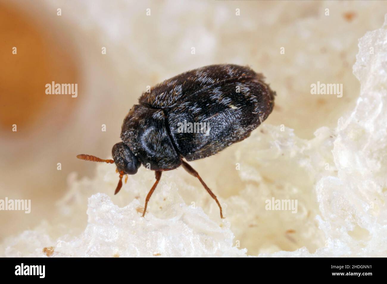 Trogoderma glabrum is the skin beetles in the family Dermestidae Stock ...