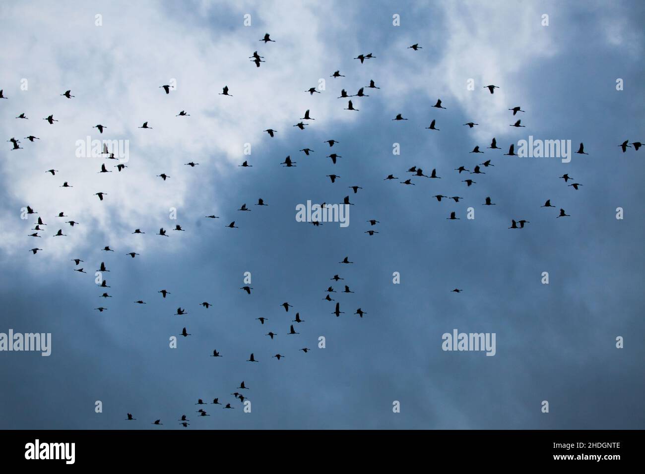 flying, swarm of birds, fly, to fly Stock Photo - Alamy